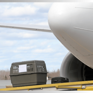 Pet Relocation Services in India | A Pet travel Company